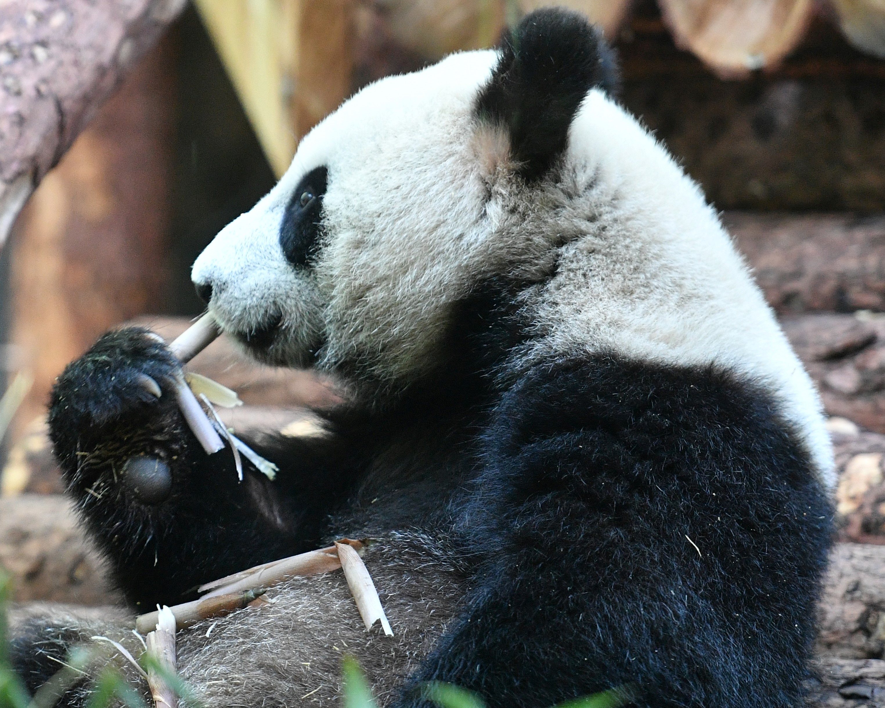 Dos pandas gemelos, una promesa para la supervivencia de la especie ...