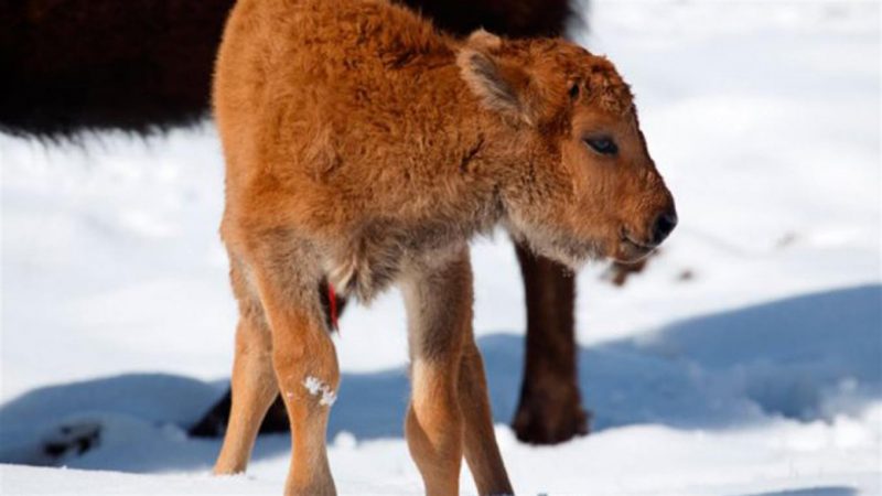 Nace un bisonte por primera vez en 140 años en parque de Canadá – En ...
