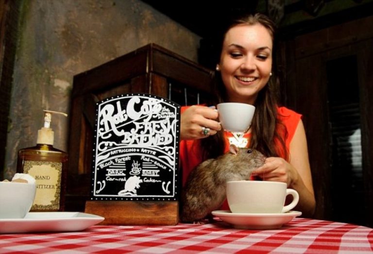 Abre en San Francisco un café temático con ratas – En Segundos Panama