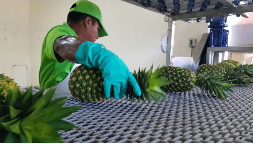Panamá comienza exportación de Piña a Dubái – En Segundos Panama