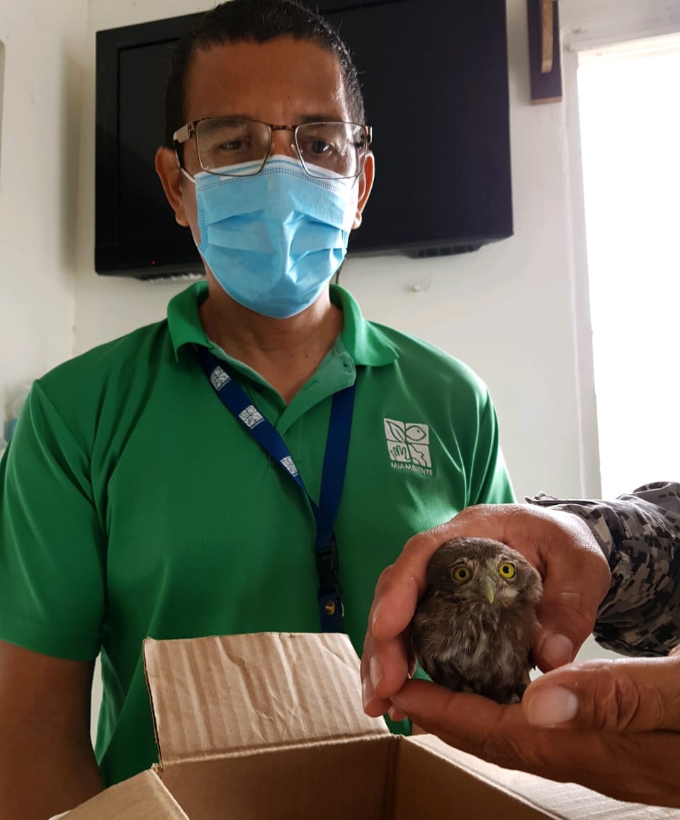 Rescataron cría de búho en sector de Los Canelos, en Veraguas – En ...