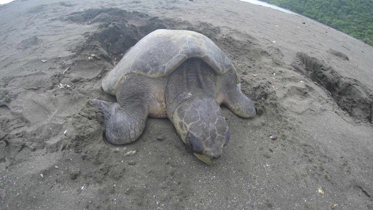 Nace más de 1 millón de tortugas en playas panameñas – En Segundos Panama