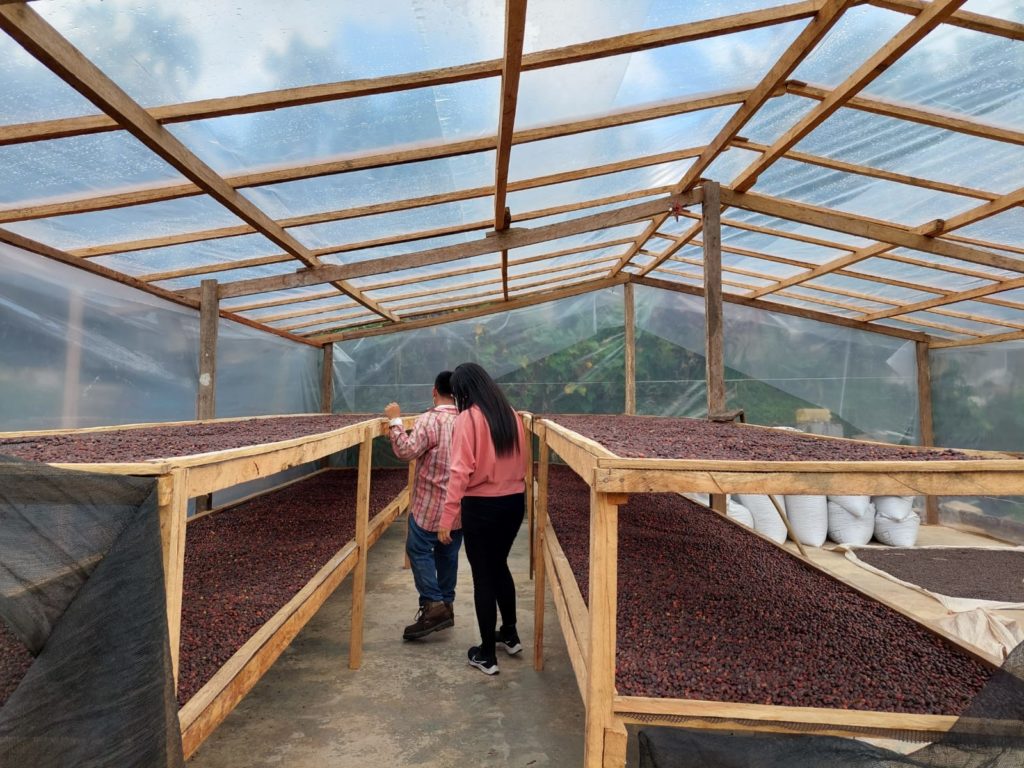 Café del norte de Coclé, busca afianzarse en el mercado nacional – En ...