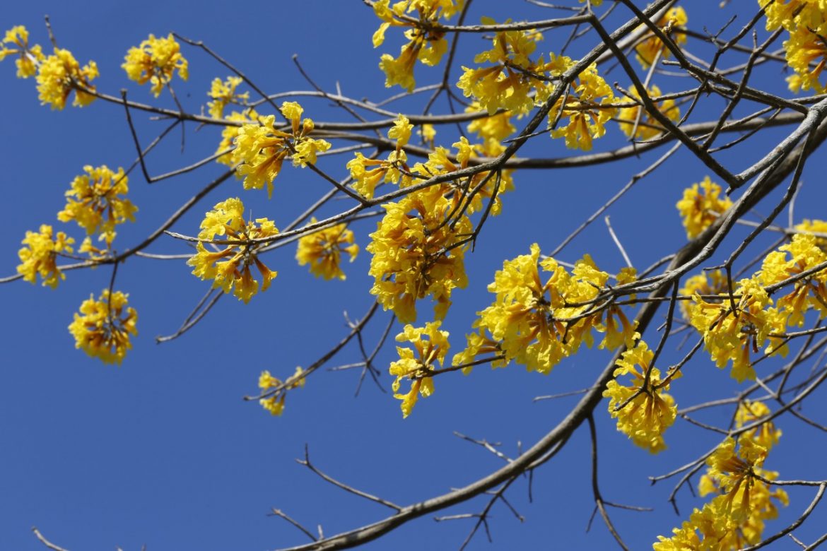 El Guayacán, pequeño sol que deslumbra para el verano – En Segundos Panama