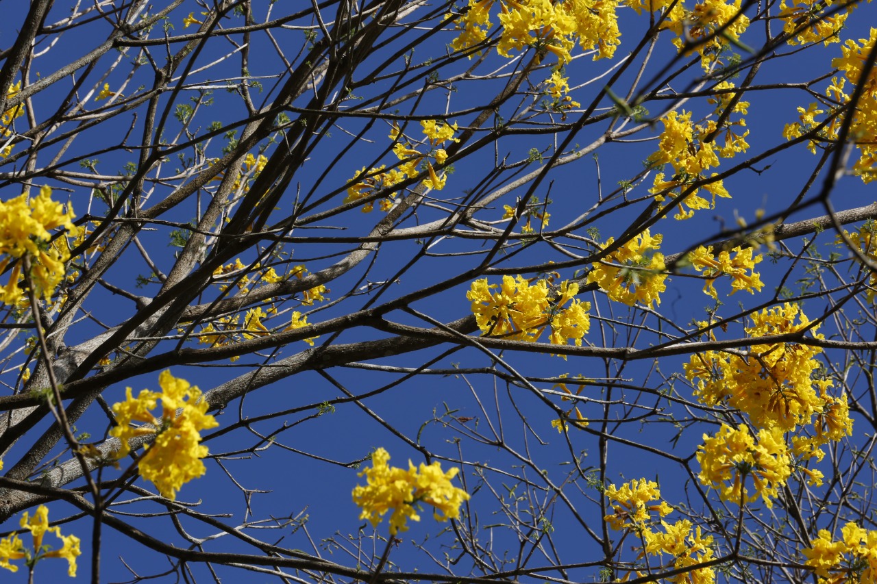 El Guayacán, pequeño sol que deslumbra para el verano – En Segundos Panama