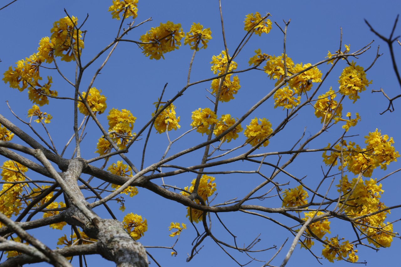 El Guayacán, pequeño sol que deslumbra para el verano – En Segundos Panama