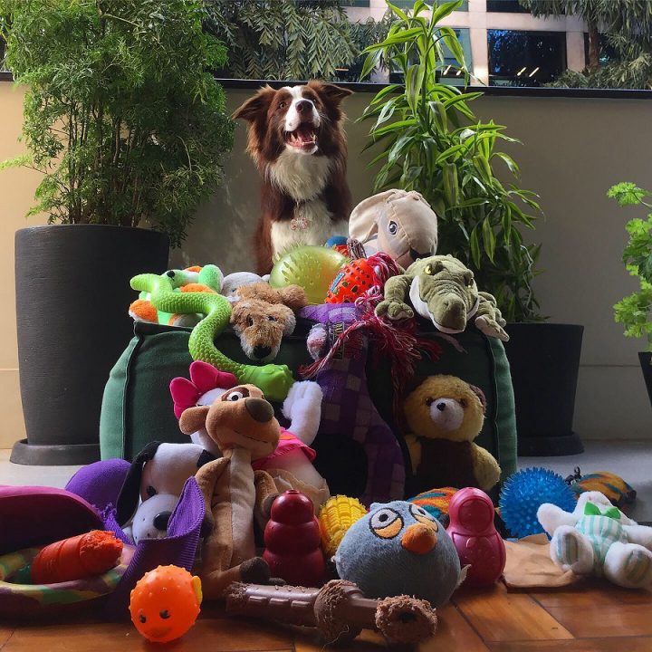 ¿Cuál es el perro más inteligente? Que comience la competencia – En ...