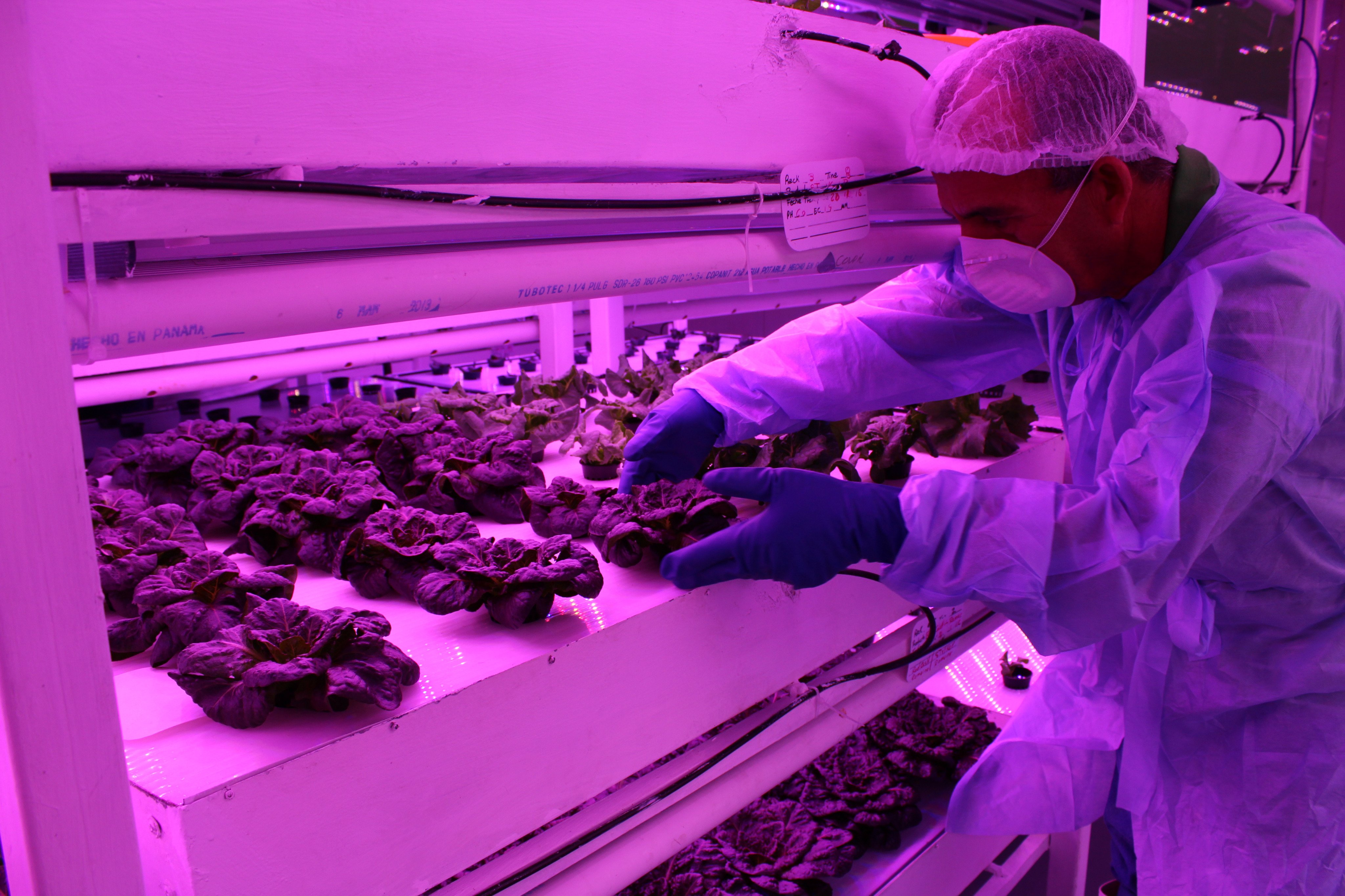 Potenciarán en Panamá la agricultura en ambiente controlado – En ...