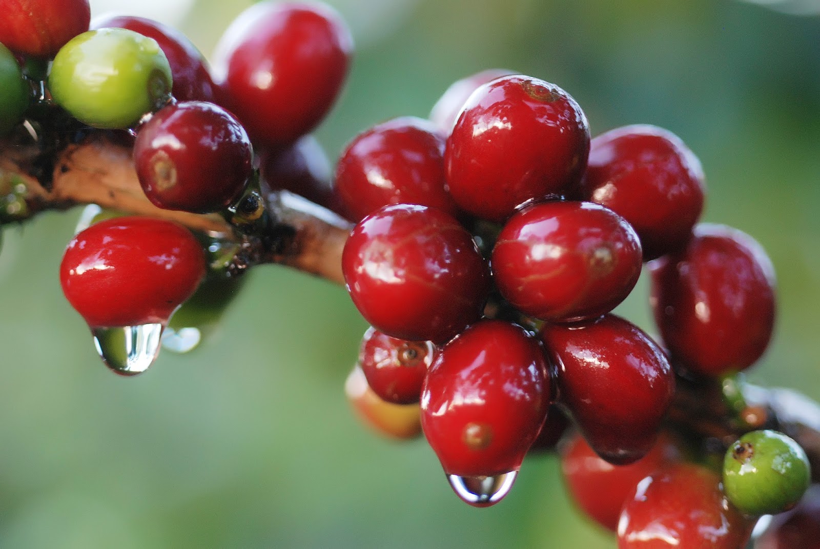 Café Geisha de Finca Sophia alcanza precio histórico de 1,301 dólares ...